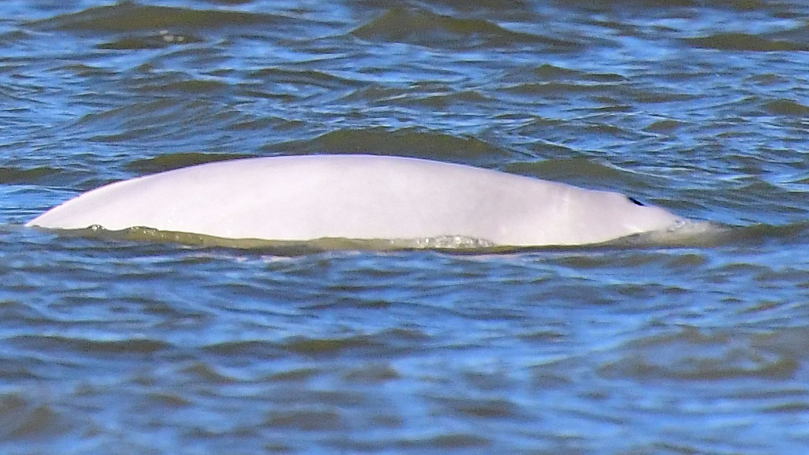 Beluga whale spotted again in River Thames near Gravesend | UK News ...
