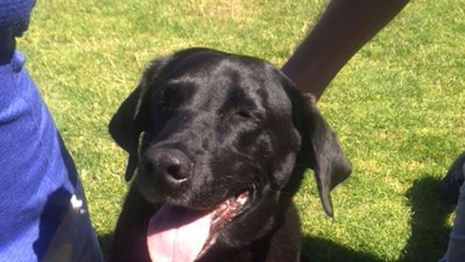 Man jailed for child sex abuse freed after 'dead black labrador' found ...