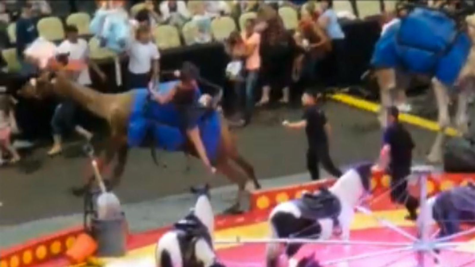 Seven injured as camel runs amok at circus | News UK Video News | Sky News