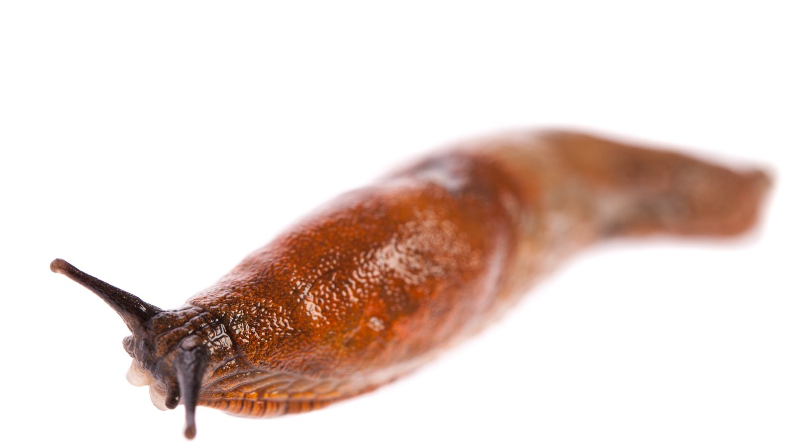 Traditional slug and snail deterrents are waste of time, study suggests ...