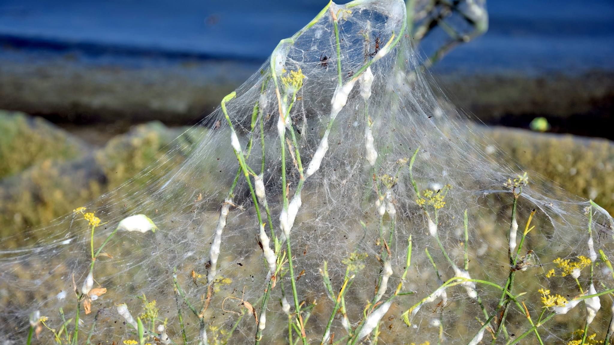 Blanket of spider webs creates stunning scene in Greek town | World ...