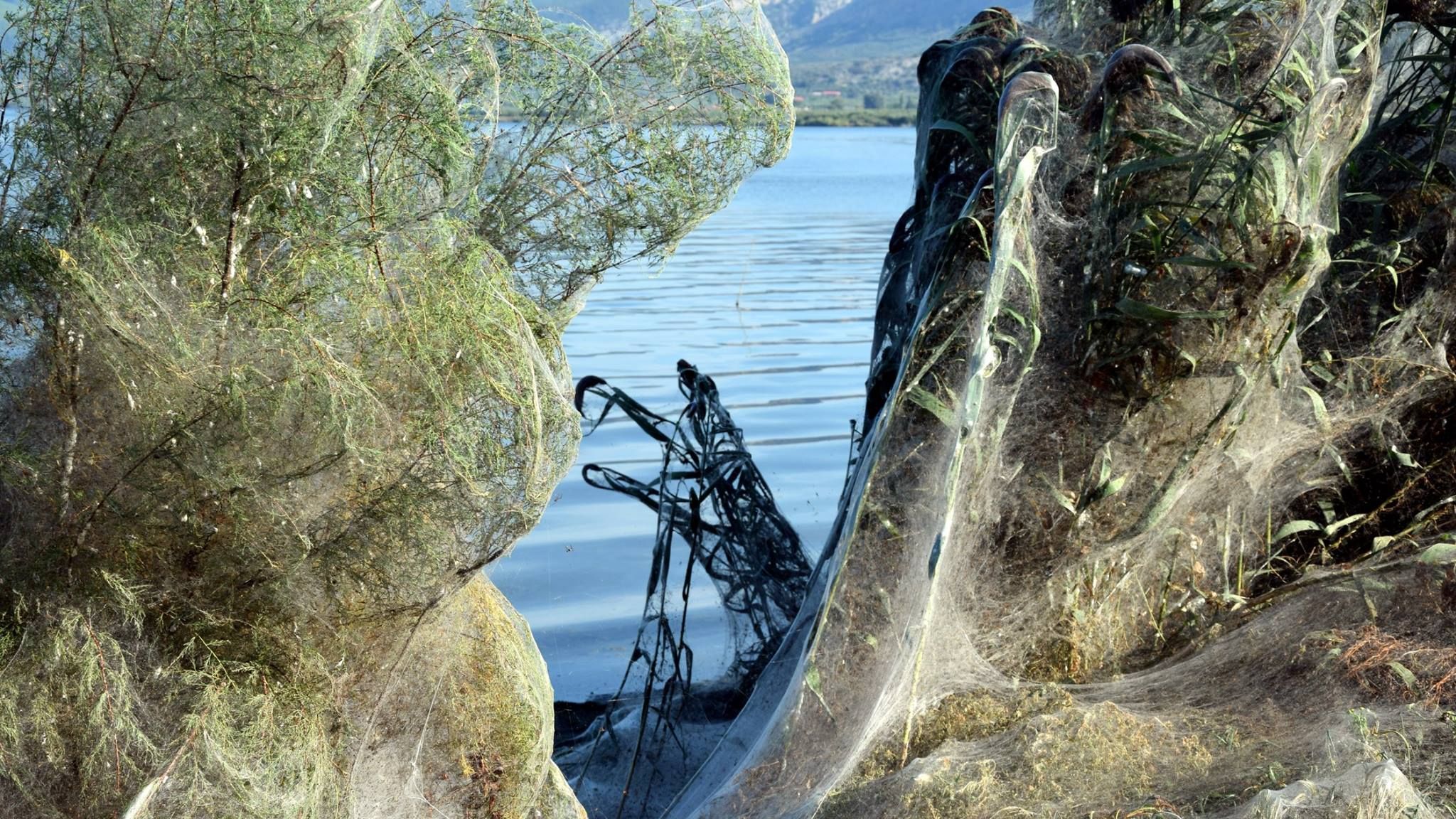 Blanket of spider webs creates stunning scene in Greek town | World ...