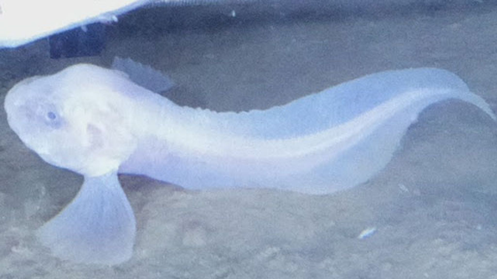 Scientists discover three new species of snailfish in ocean's deepest ...