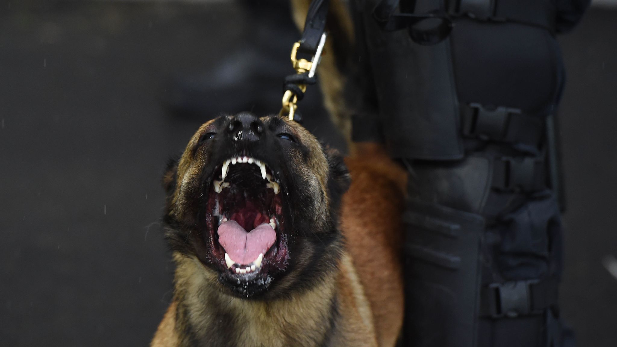 Elderly woman 'died after attack by police dog' | UK News | Sky News