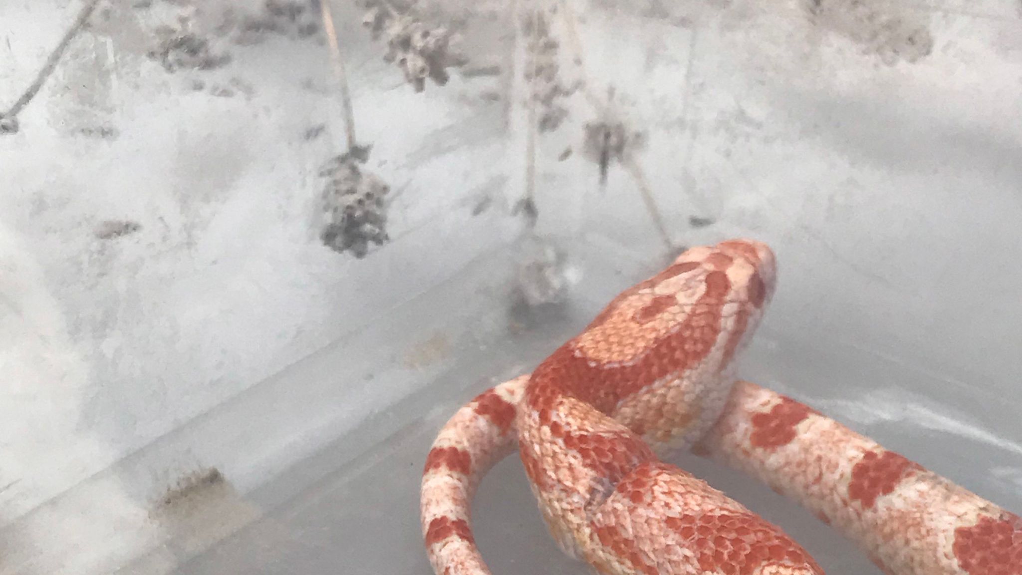 Snake rescued from mousetrap in Poplar, east London | UK News | Sky News