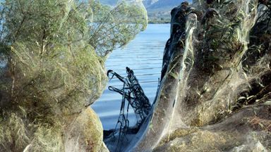 Blanket of spider webs creates stunning scene in Greek town | World ...