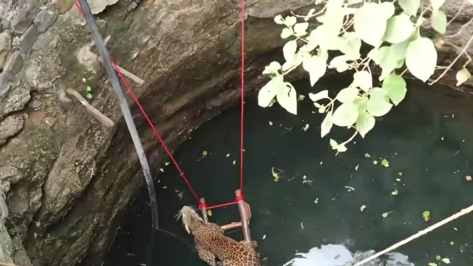 Leopard saved after falling in 30ft well | News UK Video News | Sky News