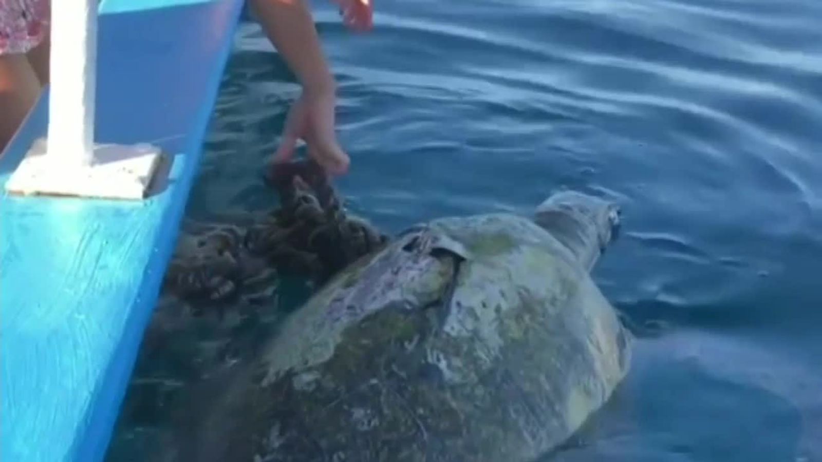 Dead sea turtle found tangled in rope | News UK Video News | Sky News