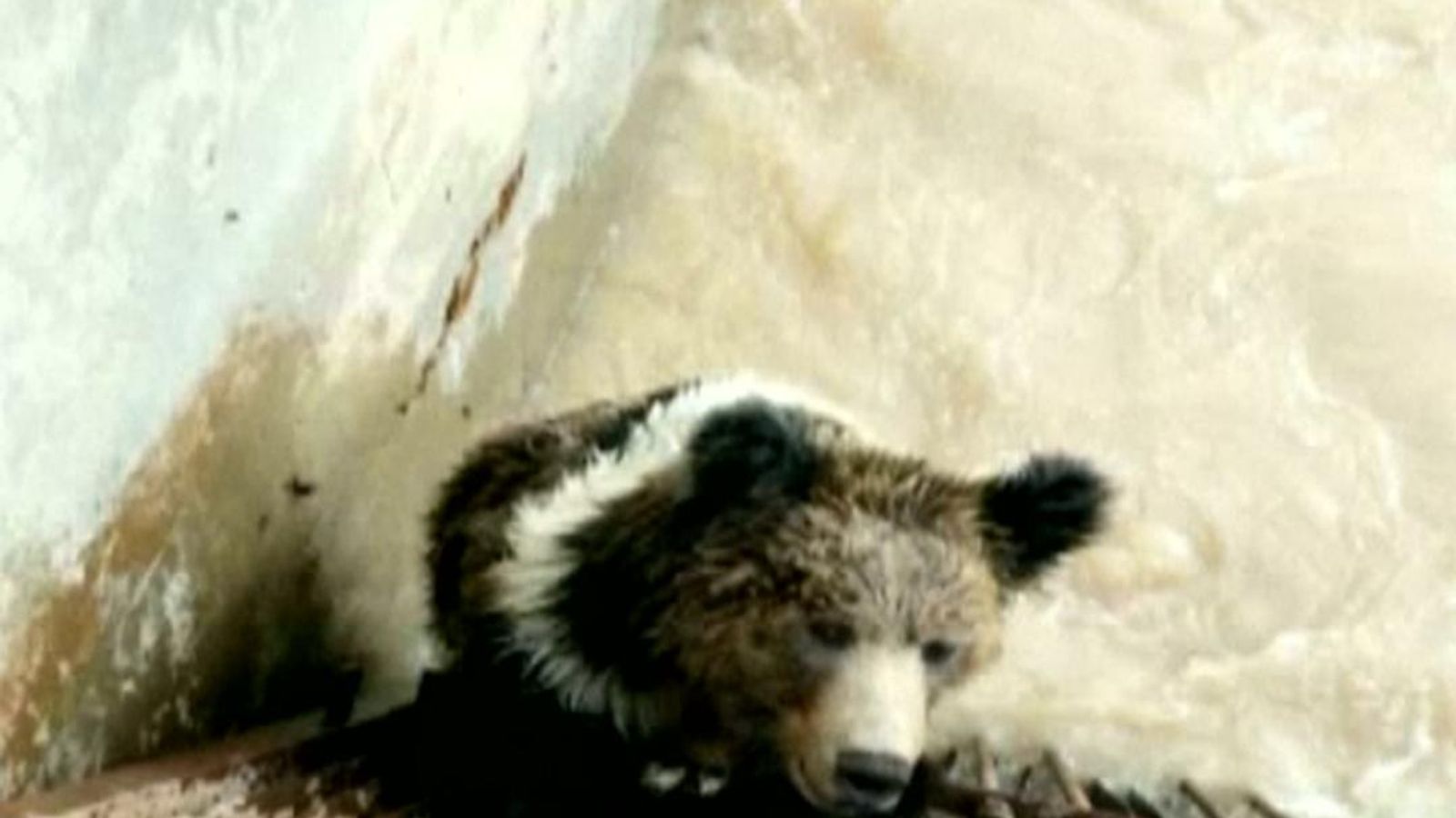 Bear rescue in northern China | News UK Video News | Sky News