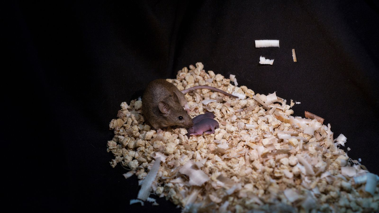 Same-sex parents produce healthy baby mice for first time | Science ...