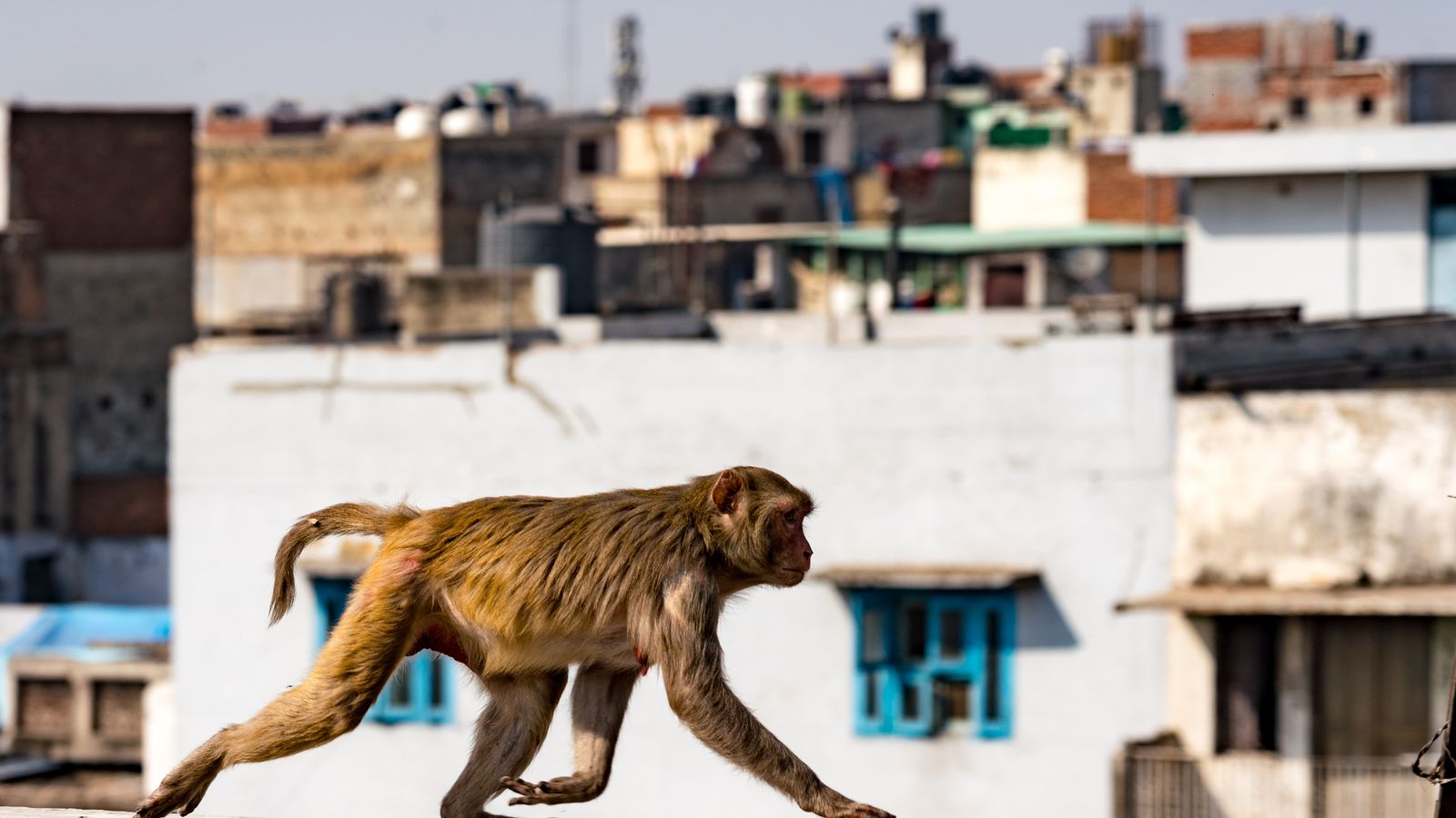 Man, 72, 'stoned to death by monkeys' in India | World News | Sky News