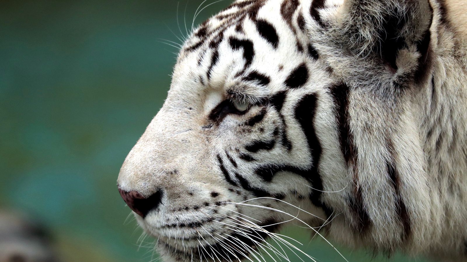Zookeeper in Japan mauled to death by rare white tiger
