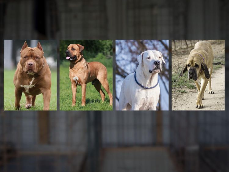Dangerous dogs law needs changing, says MPs' committee