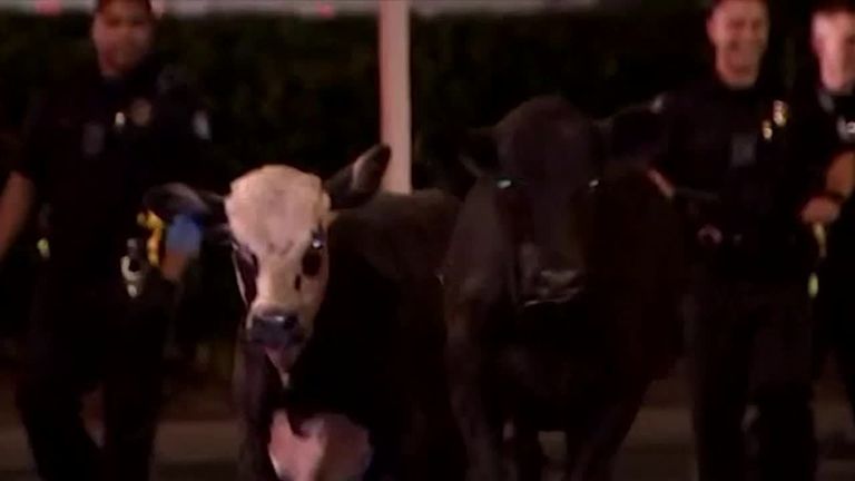 Cows on the run 'moo-ve' too fast for police | US News | Sky News