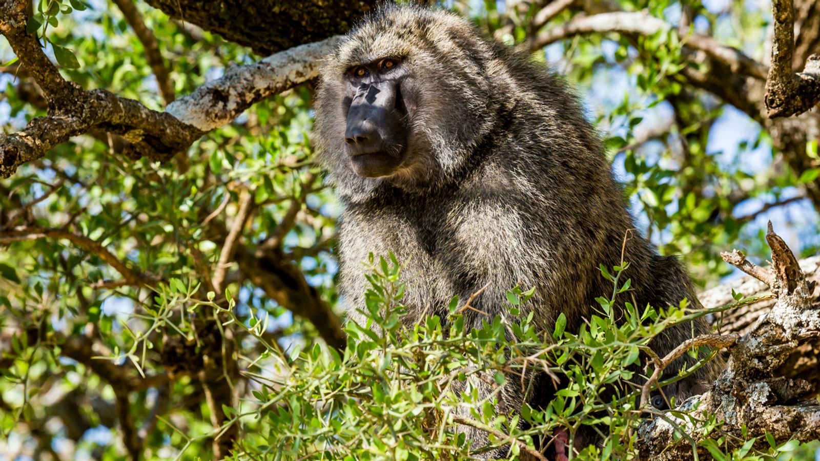 Why the deadly disease Ebola keeps coming back | World News | Sky News