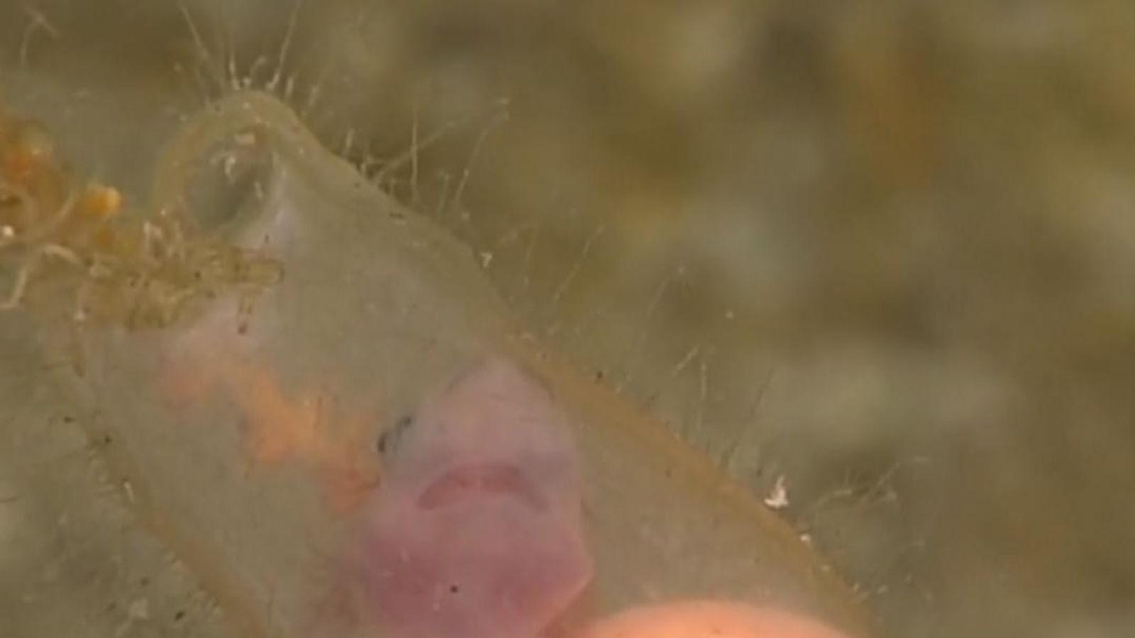 Rare deep sea shark embryo caught on camera | Sky News