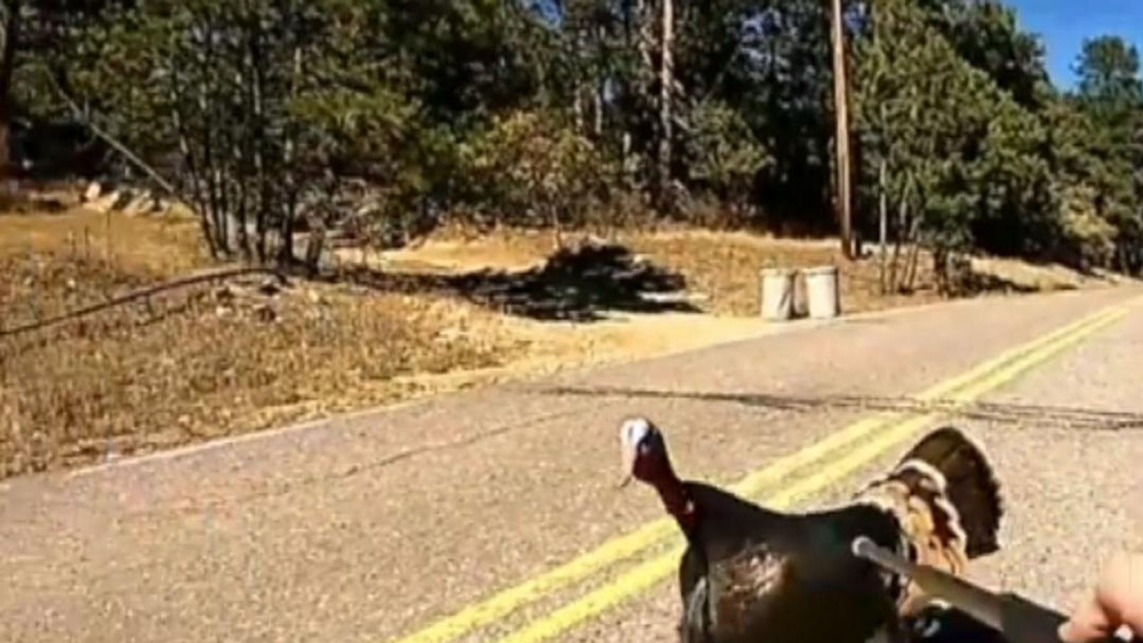 Wild turkey chases Colorado cops back to car | Offbeat News | Sky News