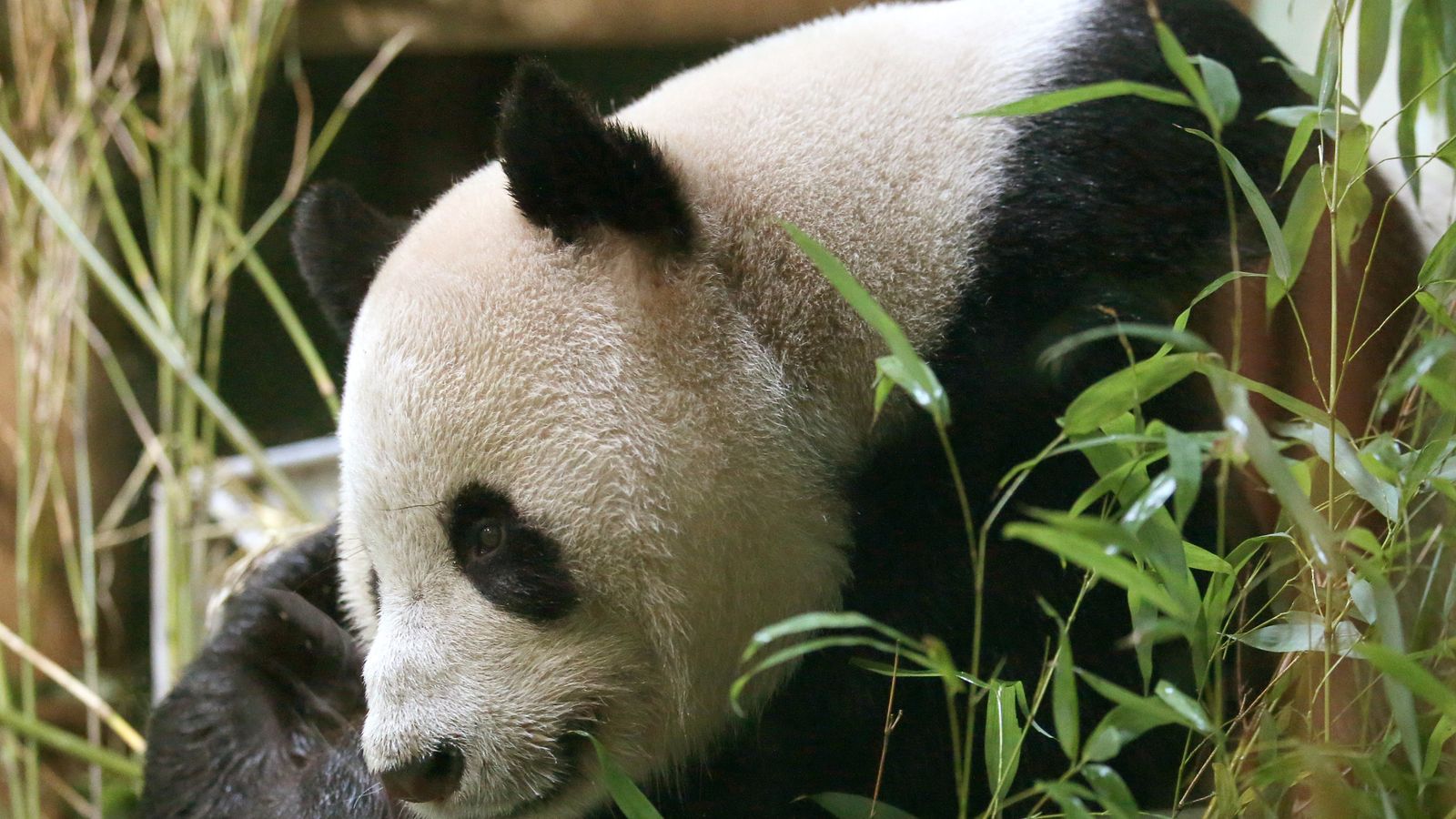 UK's only male giant panda Yang Guang has testicles removed after ...