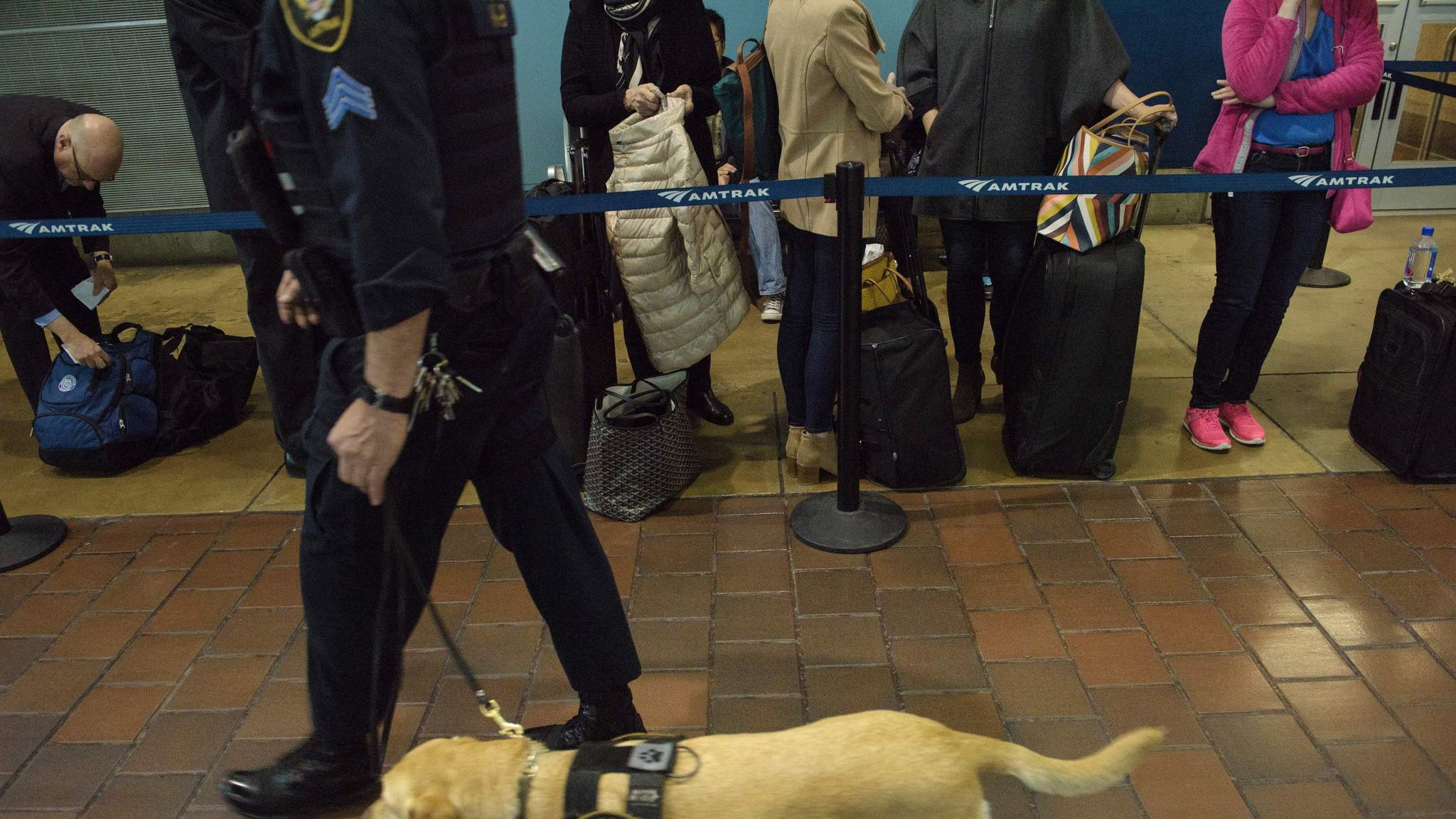 Sniffer dogs retire early in the US as drug dealers find loophole ...