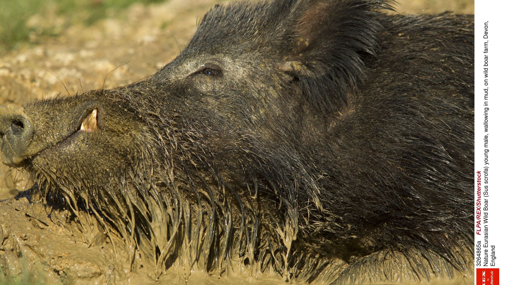 'Out of control' wild boar to be culled in the UK as numbers soar | UK ...