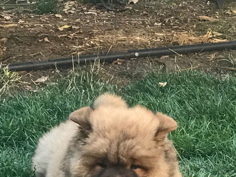 Bungle the chow chow released from police custody after biting officer