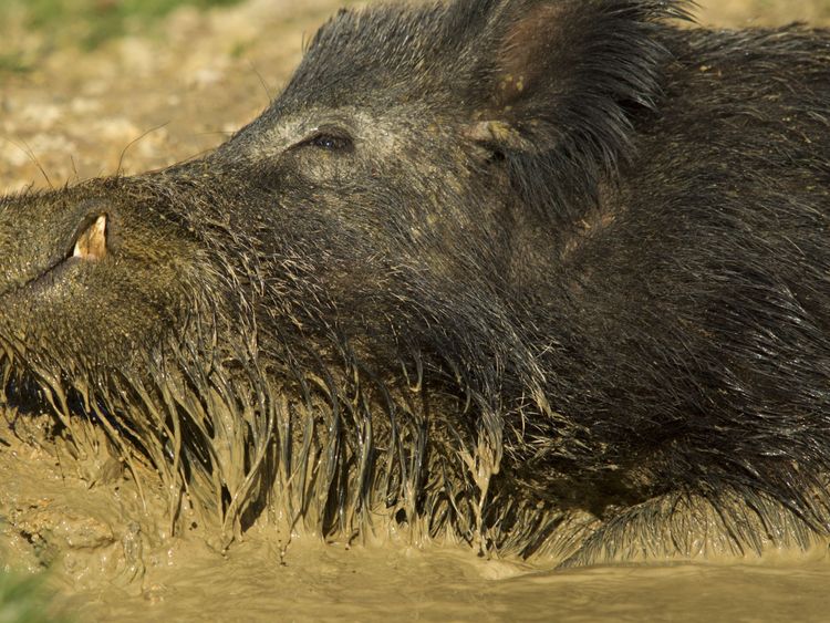 'Out of control' wild boar to be culled in the UK as numbers soar