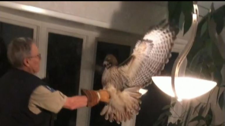Hawk rescued after smashing into house through window | US News | Sky News