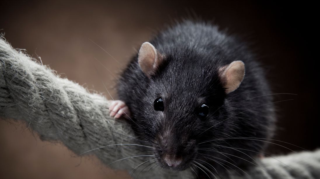 Rats spotted at White House: Washington battles rodent surge