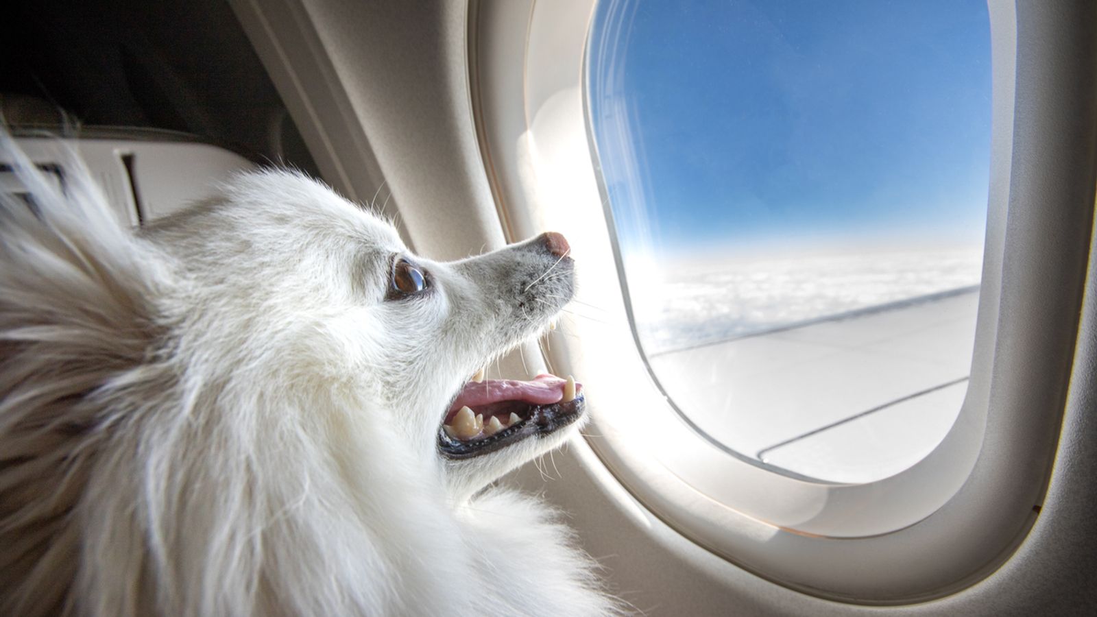 Airline bans 'emotional support' animals on long flights | US News ...