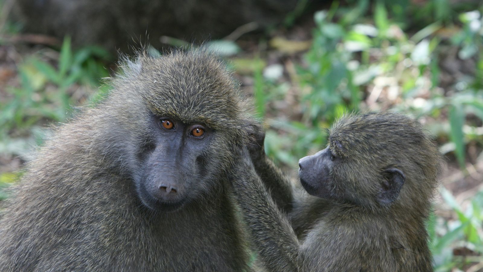 Pig hearts transplanted into baboons - could humans be next? | Science ...