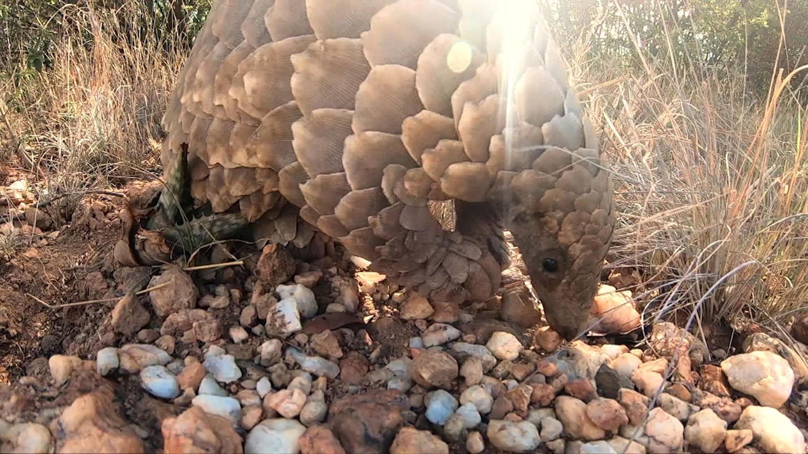 The battle to save the pangolin | World News | Sky News