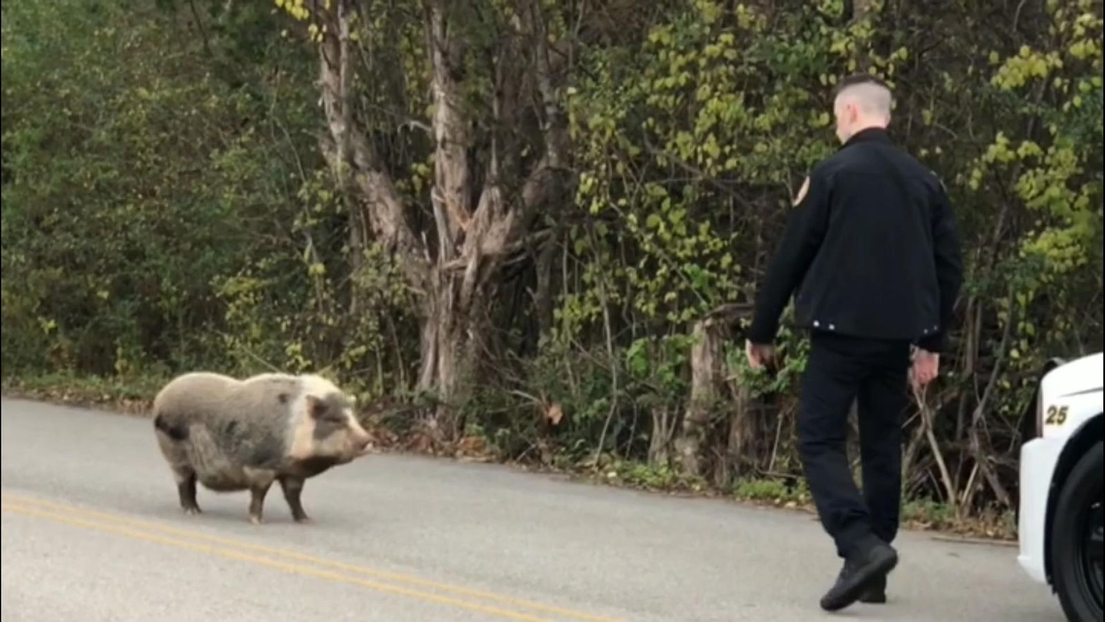 Police tackle a real-life road hog in Tennessee | Offbeat News | Sky News