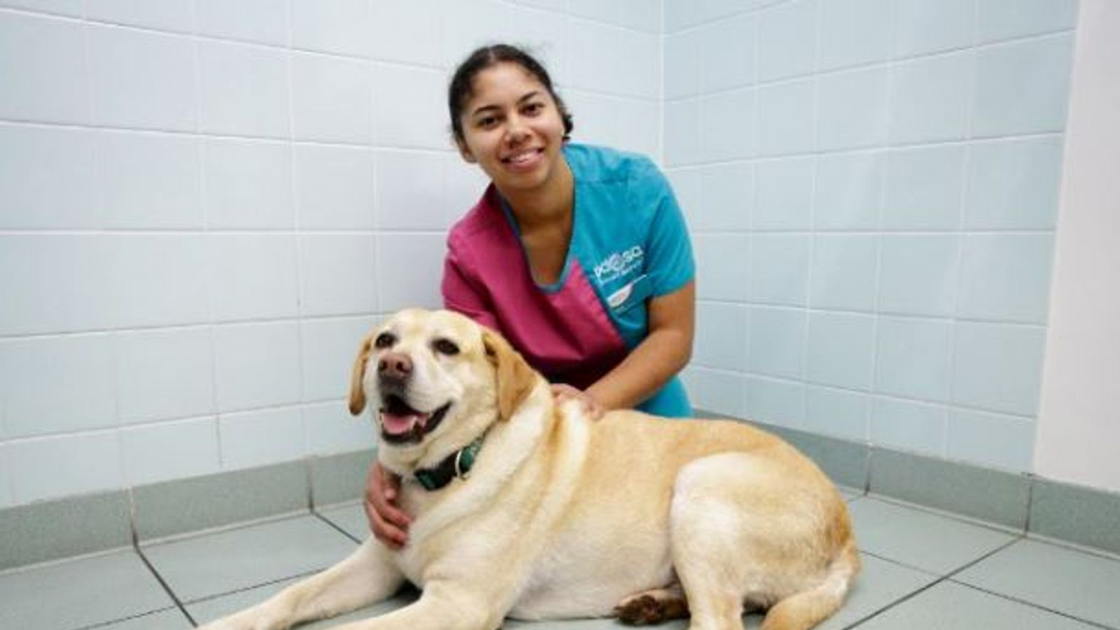Hefty hounds shed pounds in weight loss challenge | UK News | Sky News
