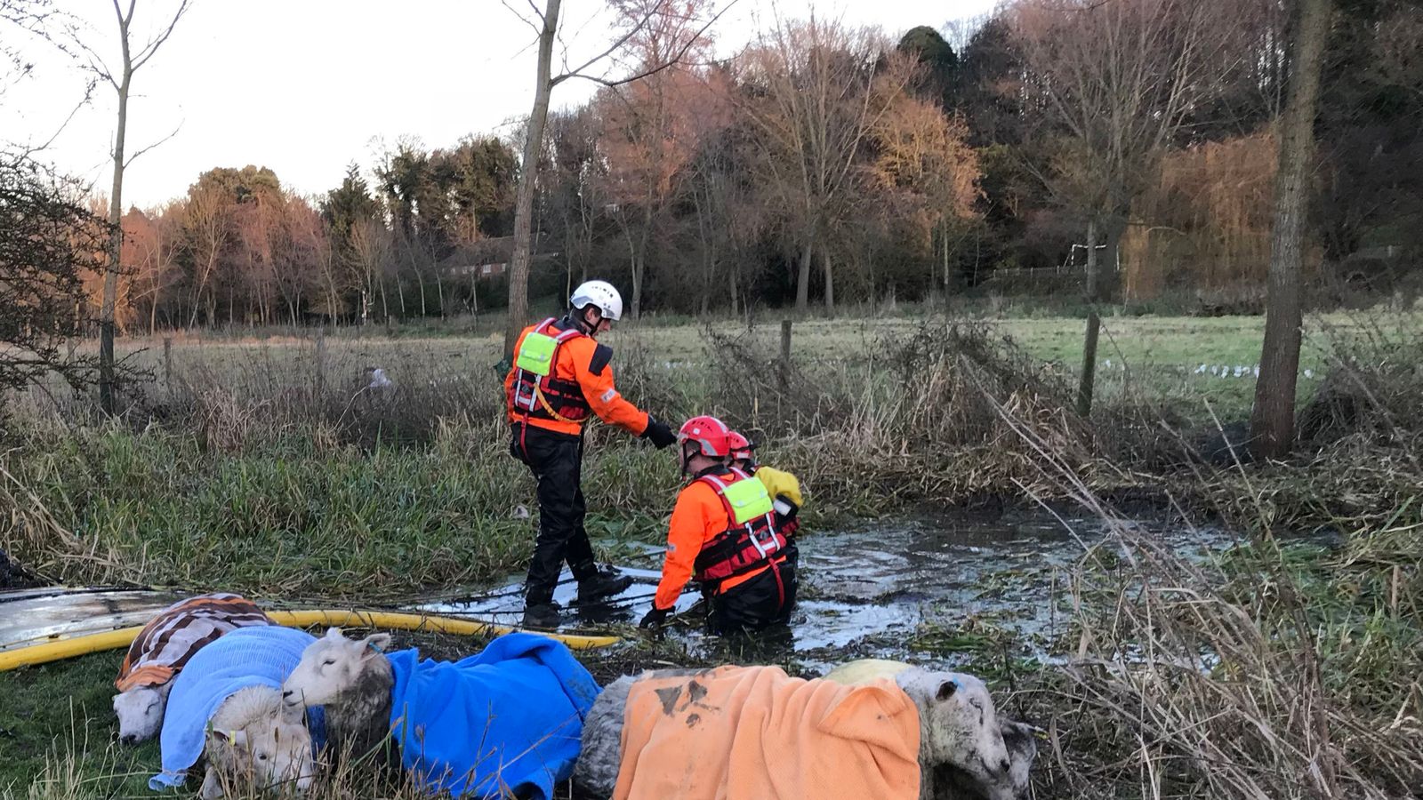 Nine drowning sheep rescued from deep icy river in Hertfordshire | UK ...
