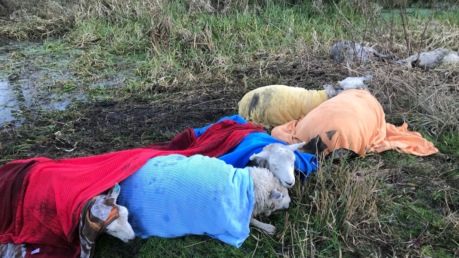 Nine drowning sheep rescued from deep icy river in Hertfordshire | UK ...