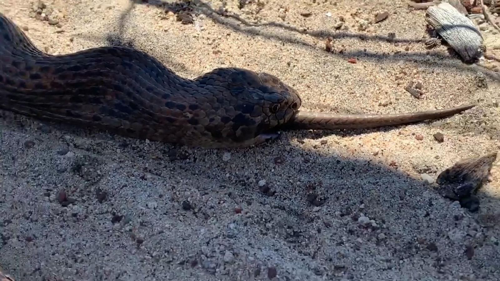Snake interrupted devouring lizard | World News | Sky News