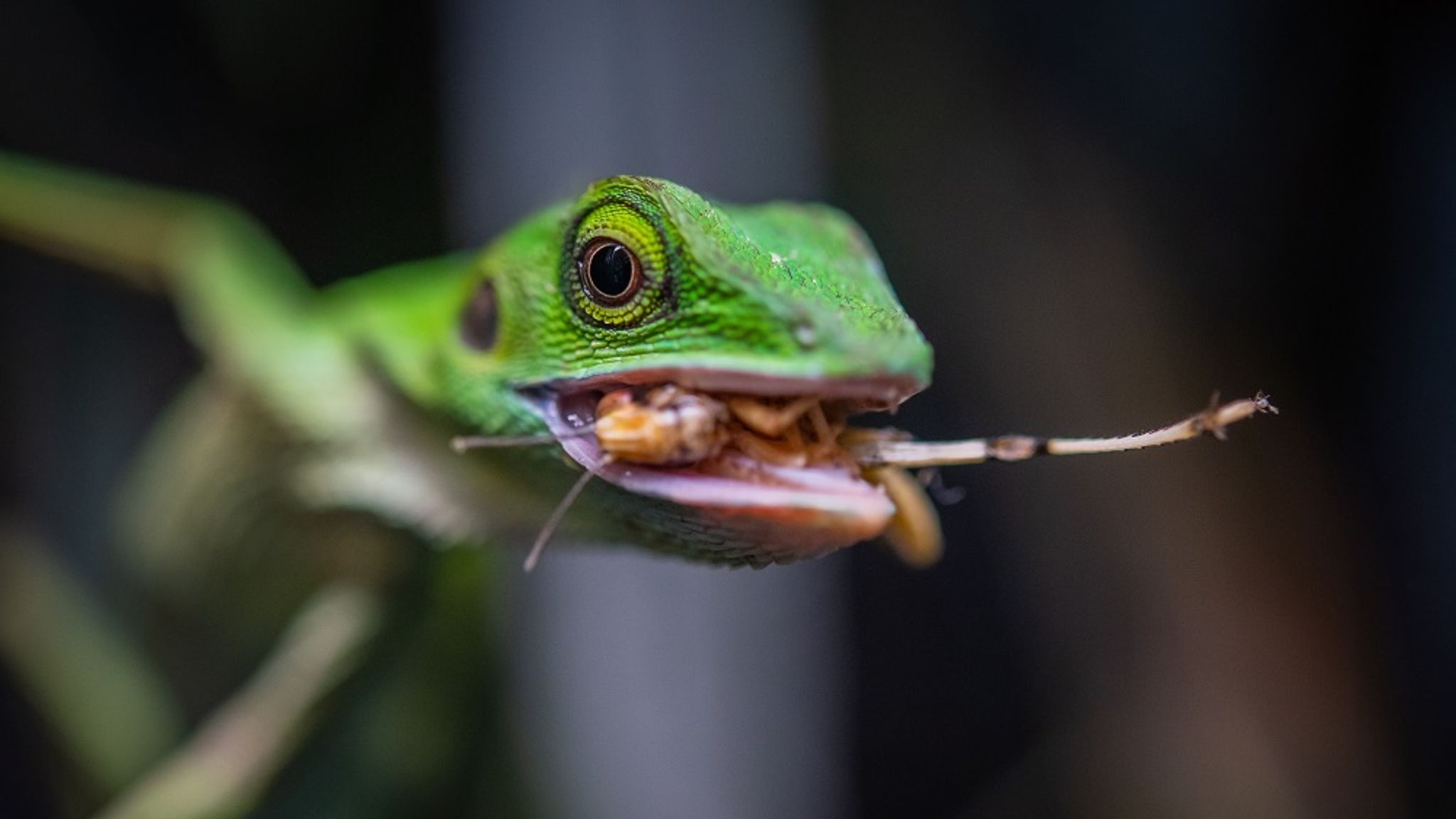 First images of rescued Chester Zoo animals after fire | UK News | Sky News