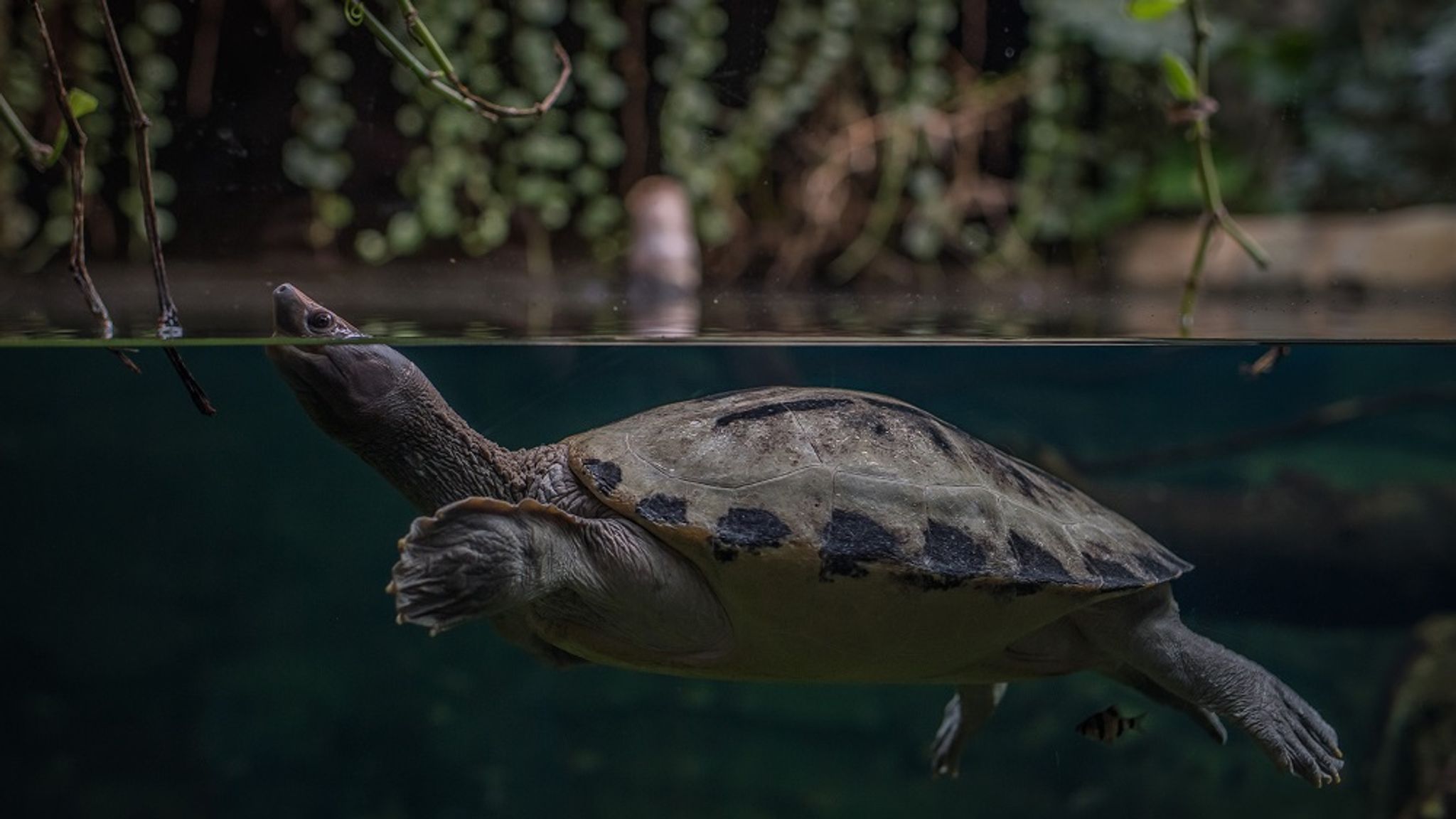 First images of rescued Chester Zoo animals after fire | UK News | Sky News