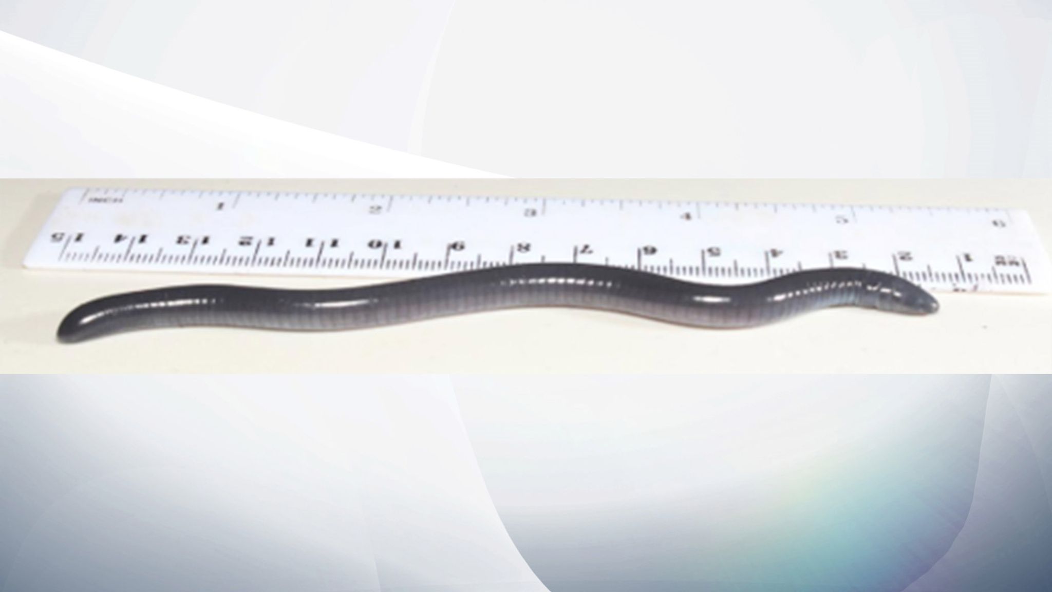 Dermophis donaldtrumpi: Blind amphibian which burrows named after ...