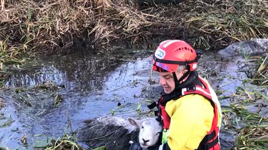Nine drowning sheep rescued from deep icy river in Hertfordshire | UK ...