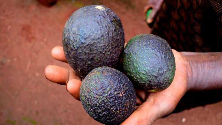 How healthy choices can harm the environment | World News | Sky News