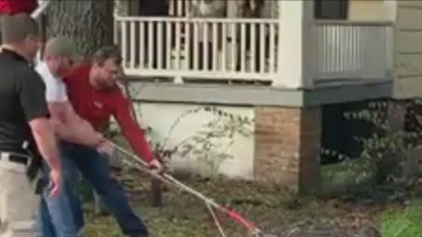 See You Later Alligator Removed From Drain Us News Sky News