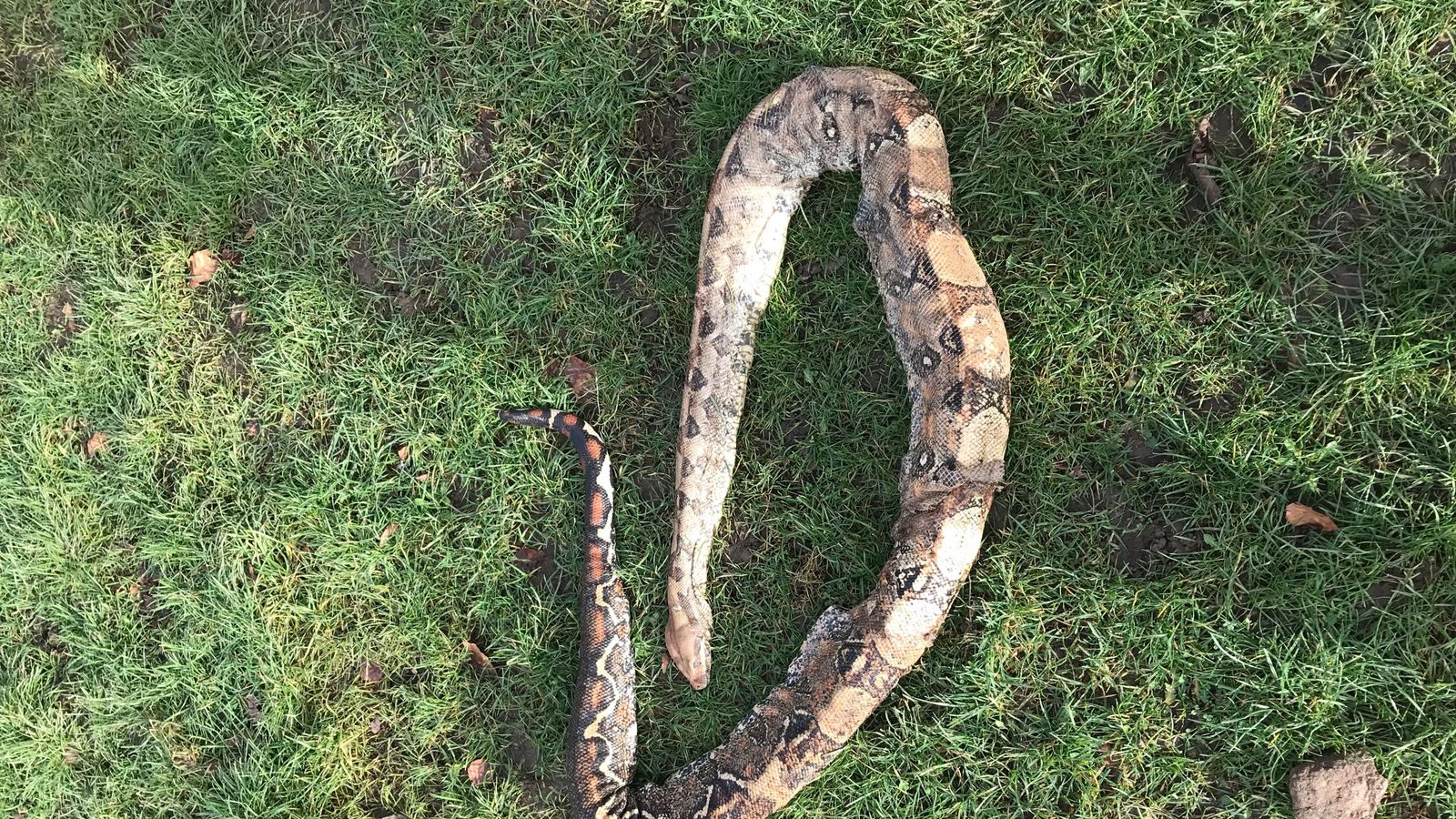 Pair of boa constrictors found 'frozen to death' in Coventry playing ...