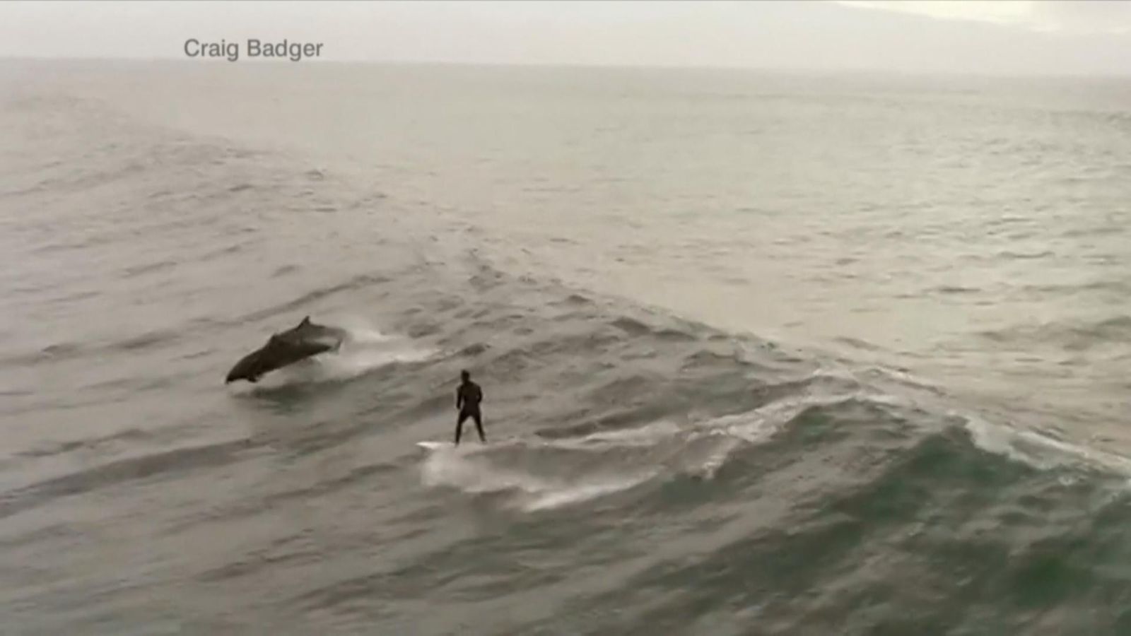 Incredible video of man surfing with dolphins | US News | Sky News