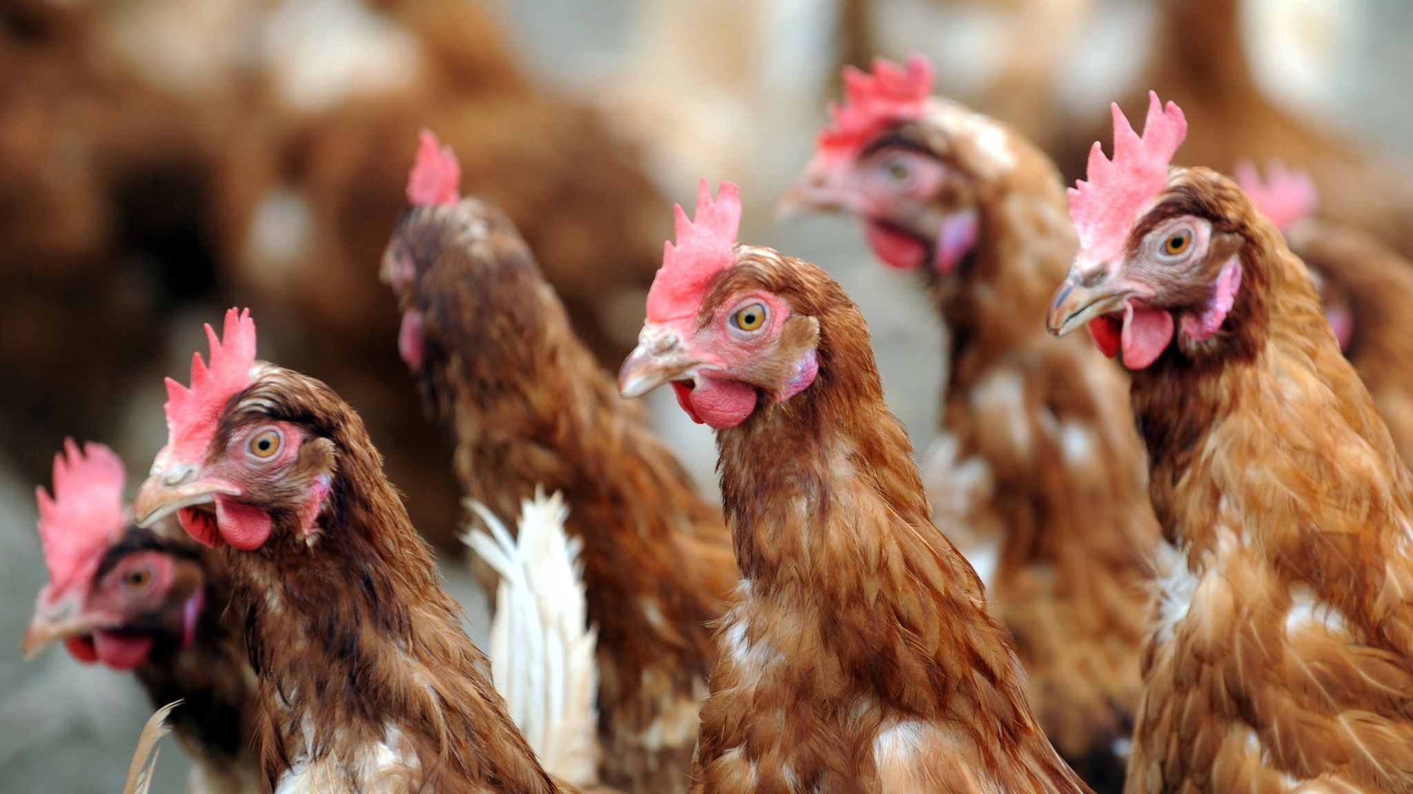 Food industry supply chain chaos result of Brexit, British poultry ...