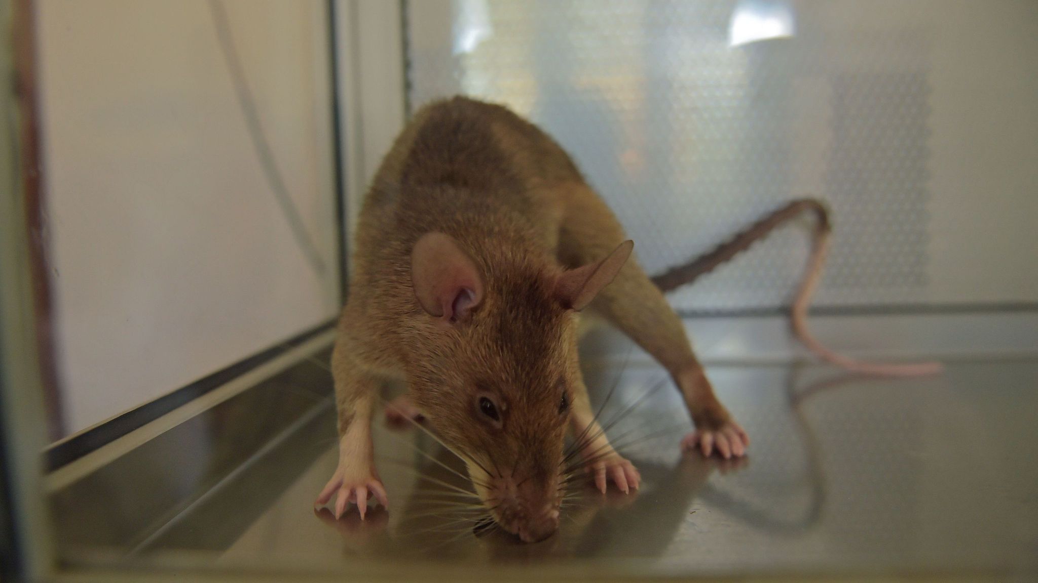 3D printing helps heal spinal cord injuries in rats | Science, Climate ...