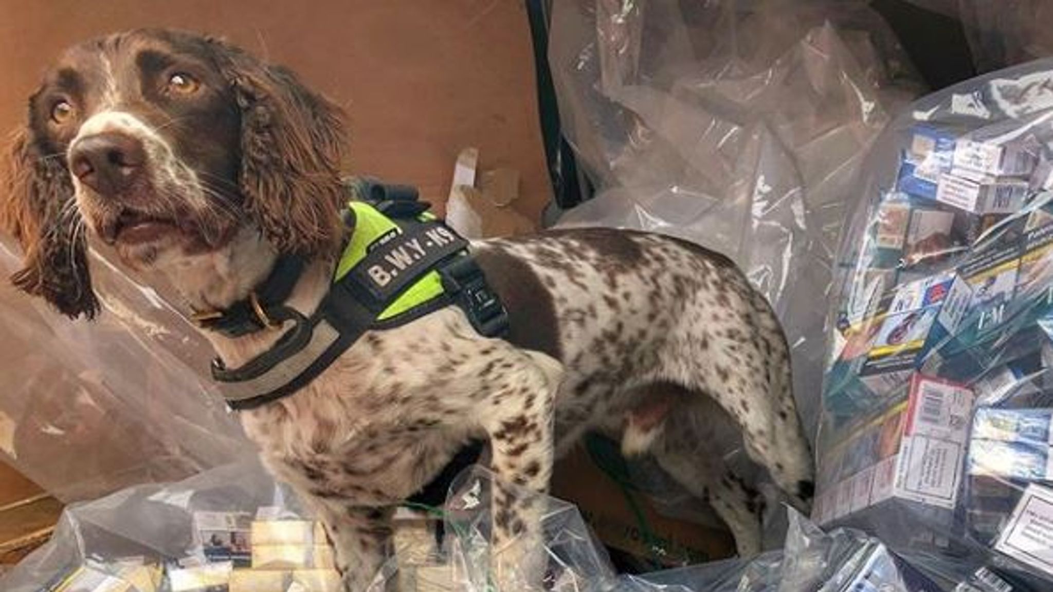 Gang hunt sniffer dog who has found illegal tobacco worth £6m | UK News ...