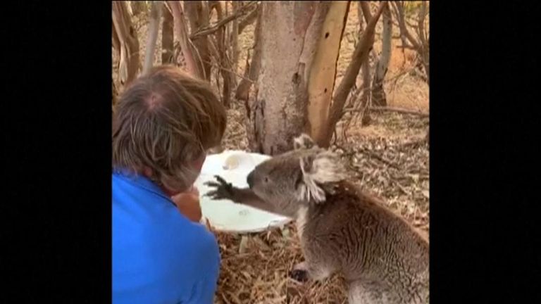 Koala demands water during record-breaking Oz heatwave | World News ...