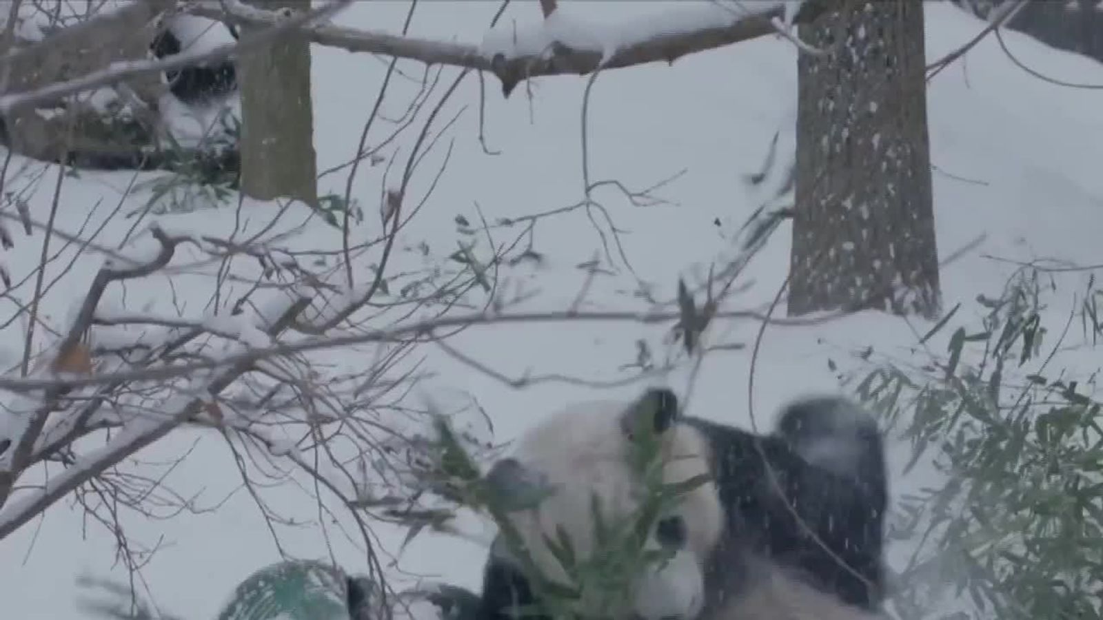 Giant pandas tumble in the snow in Washington DC | US News | Sky News