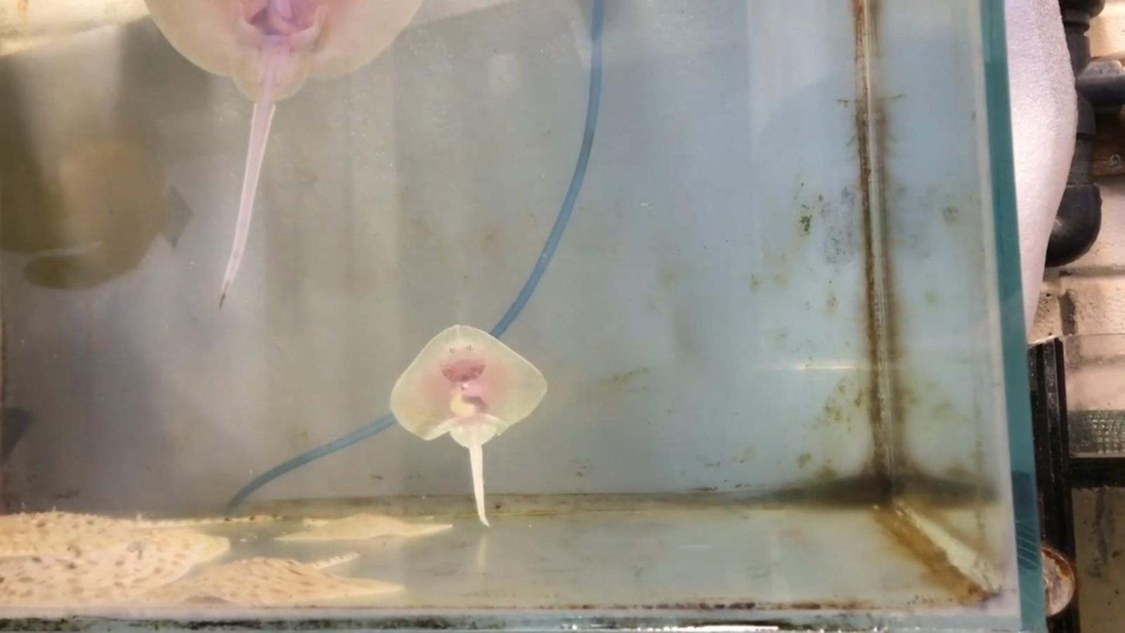 Premature baby ray takes first swim after 'hatching' from plastic ...